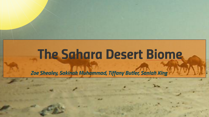Sahara Desert Biome by Gabrielle King on Prezi