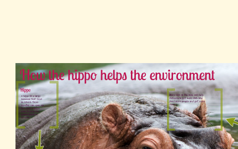HOW THE HIPPO HELPS THE ENVIRONMENT by Angelina Lumm on Prezi