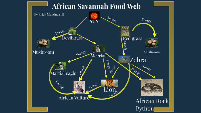 African Savannah Food Web by Erick Mendoza on Prezi
