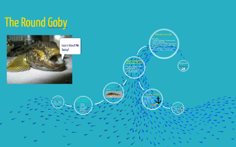 The Round Goby by Zoe G on Prezi