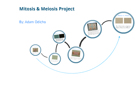 Mitosis & Meiosis Project by ada odi on Prezi