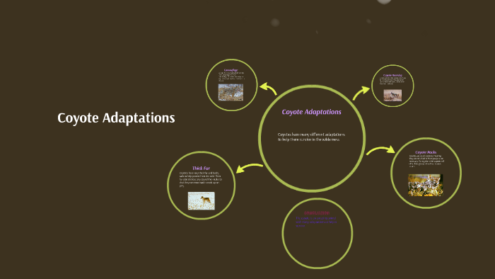 Coyote Adaptations by Lawrence Huang on Prezi