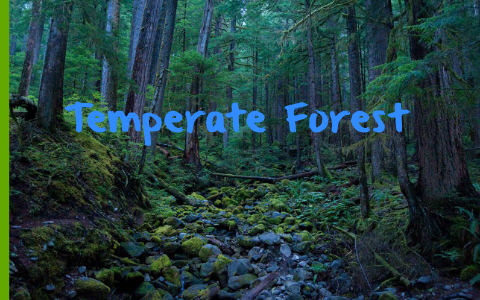 Temperate Forest Biome by Robin Zendejas on Prezi