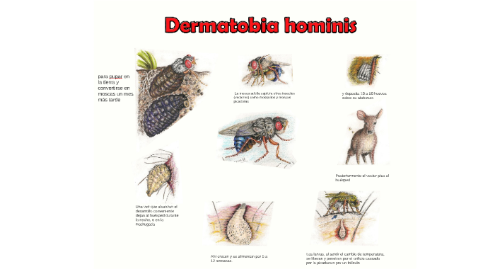 Dermatobia hominis by Andres Rojas on Prezi