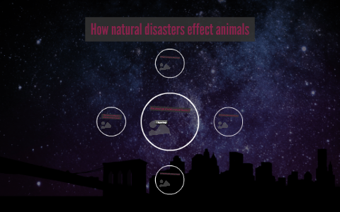 How natural disasters affect animals by Sarah Fuller on Prezi