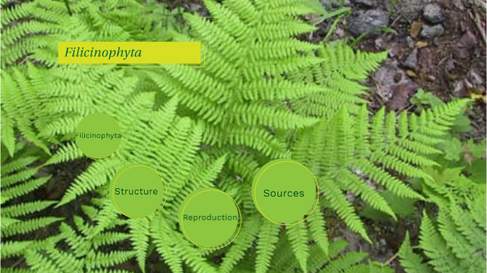 Filicinophyta by Jenni Niemi on Prezi