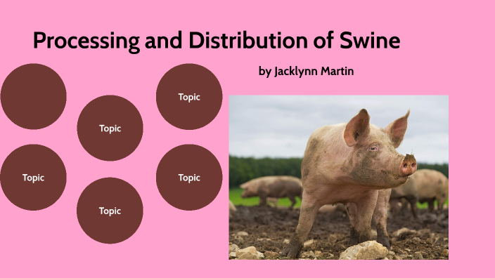 Processing and Distribution of Swine by Jacklynn Martin on Prezi