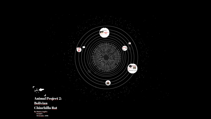 Animal Project 2: Bolivian Chinchilla Rat by Danica Angeles on Prezi