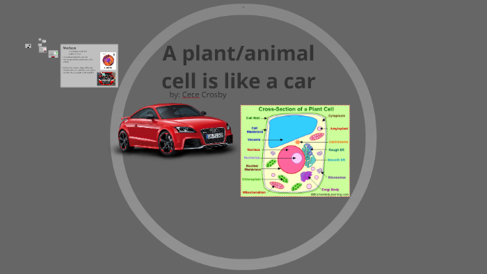 A plant/animal cell is like a car by Cece Crosby on Prezi