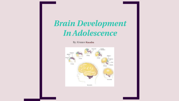 Brain Development in Adolescence by Kristen Kasuba on Prezi