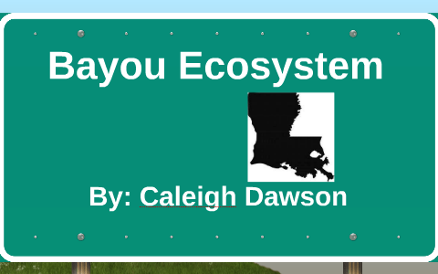 Bayou Ecosystem by on Prezi
