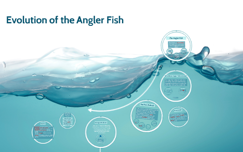 Evolution of the Angler Fish by Savannah Ostermeyer on Prezi