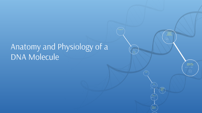 Anatomy and Physiology of a DNA Molecule by Tyler Lowe on Prezi
