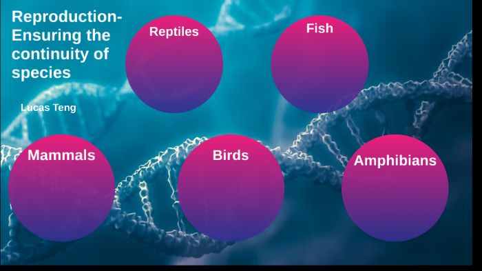 Reproduction - how does it ensure the continuity of a species? by Lucas ...