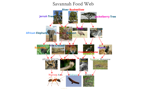 African Wild Dog Food Web