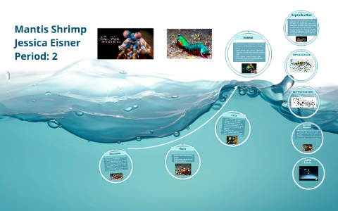 Mantis Shrimp by Jessica Eisner on Prezi