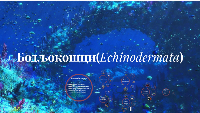 Бодљокошци by Tamara Matovic on Prezi