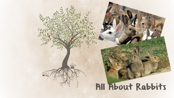 All About Rabbits by Sophie B on Prezi