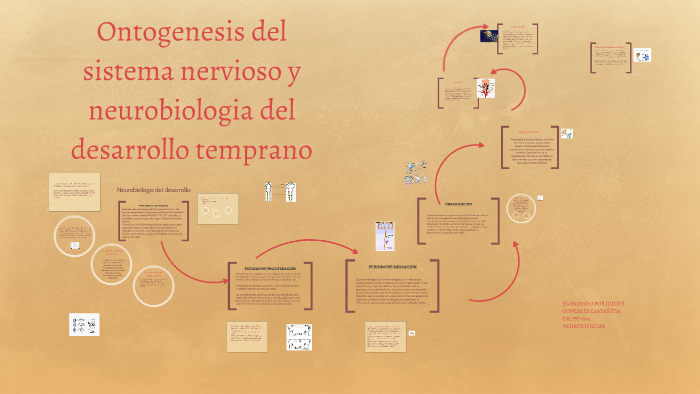 Ontogenesis del sistema nervioso y neurobiologia del desarro by Judith ...