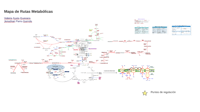 Mapa Rutas metabolicas by Valeria Ayala on Prezi