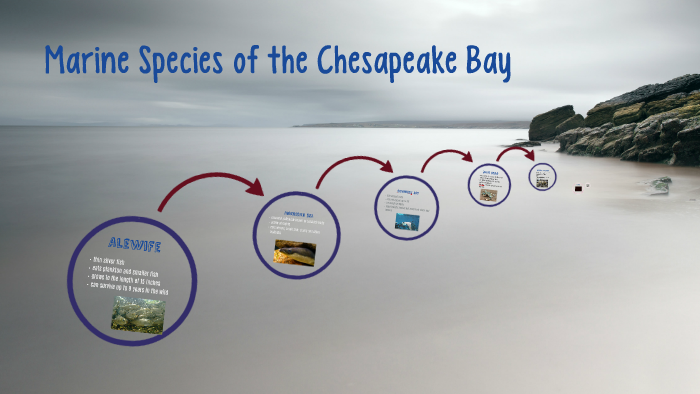 Marine Species of the Chesapeake Bay by sai midde on Prezi