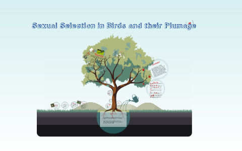 Sexual Selection in Birds and their Plumage by Kichi Aizen on Prezi