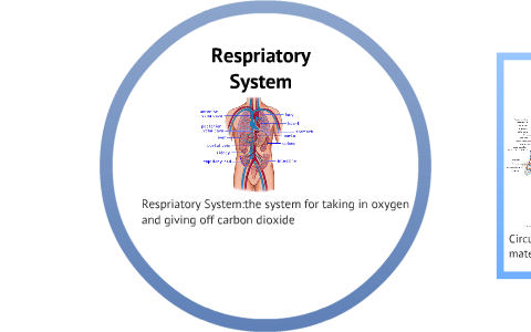 Human Body Systems by Terrance Steward
