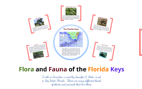 Flora and Fauna of the Florida Keys by Tracey Briggs on Prezi