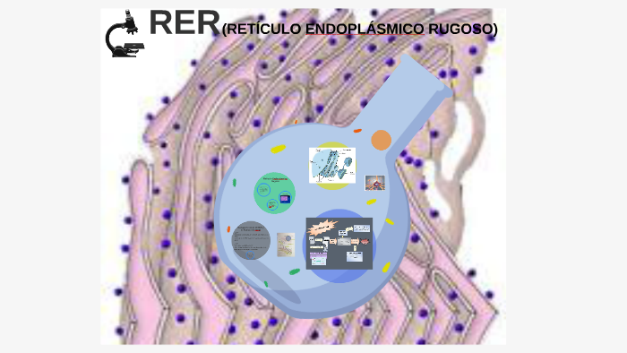 (RETÍCULO ENDOPLÁSMICO RUGOSO) by Lidia Roxana Jiménez on Prezi