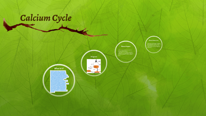 Calcium Cycle by caleb roche on Prezi