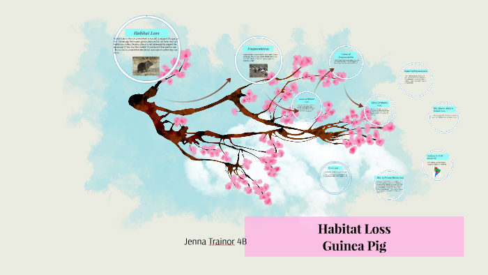 Habitat Loss by Jenna Trainor on Prezi