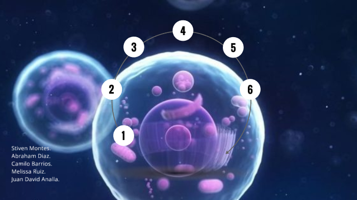 Organelos Membranosos by Stiven Montes Perez on Prezi