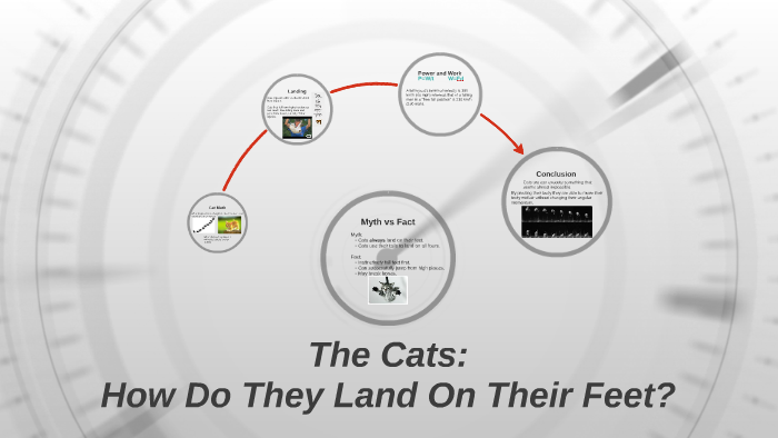 The Cats: Why Do They Land On Their Feet? by Hayley Sharkey on Prezi