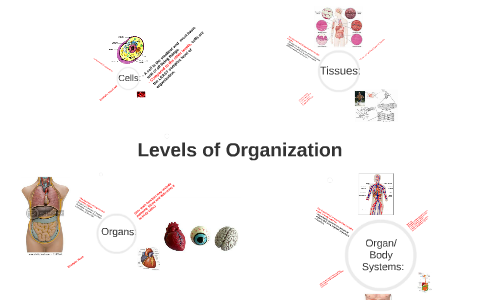 Levels of Organization in the Human Body by Nicholas Coldiron on Prezi