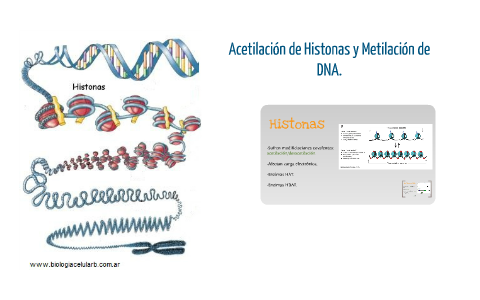 Acetilación De Histonas Metilación