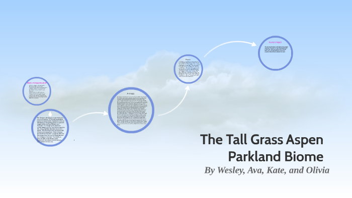 The Tall Grass Aspen Biome by Ava Lewis on Prezi