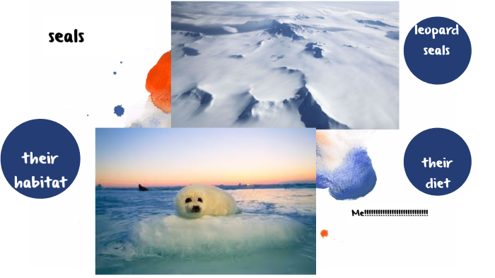 all about seals by benjamin southall on Prezi