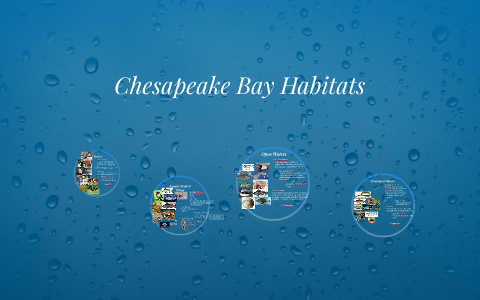 Chesapeake Bay Habitats by jasmine moore
