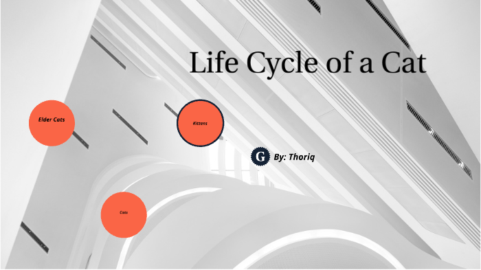 Life Cycle of a Cat by Thoriq Farhan on Prezi