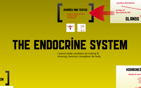 The Endocrine System - 7th Grade Brawley Middle by Jill Hoffman on Prezi