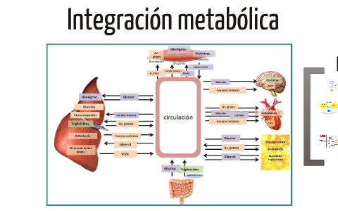 Integración metabólica by monica torres on Prezi
