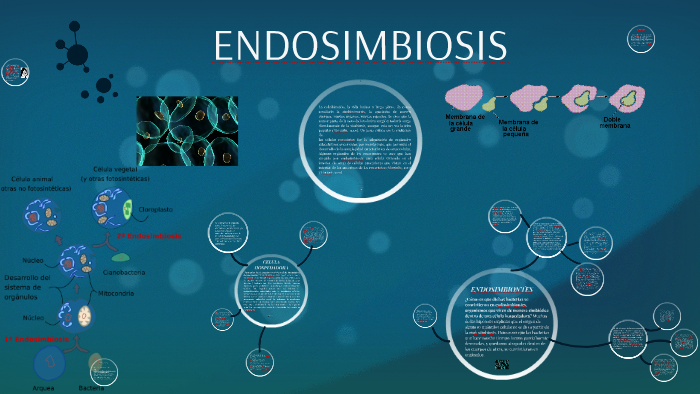 ENDOSIMBIOSIS by karen juliana fernandez alvarado on Prezi