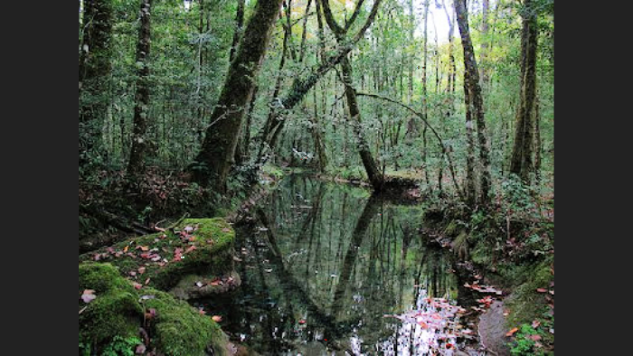 Bosque Mesofilo de Montaña by gabriel edid on Prezi