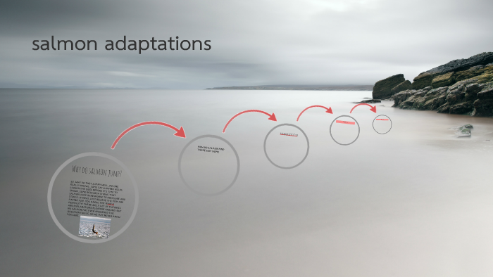 Salmon adaptations by Emmy Bennett on Prezi