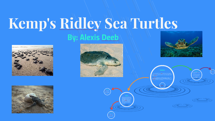 Kemp's Ridley Sea Turtles by Alexis on Prezi