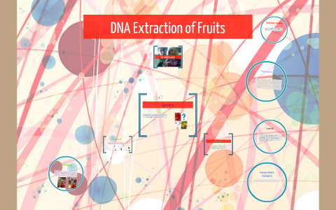 DNA Extraction of Fruits by Ashley Briggs on Prezi