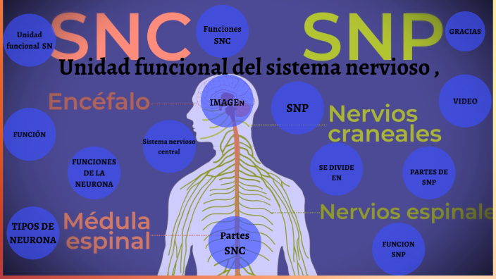 Unidad funcional del sistema nervioso , sistema central y sistema nervioso periférico by Tatiana ...