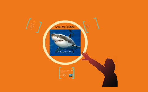 Great White Shark Science Project by Douglas Deutsch