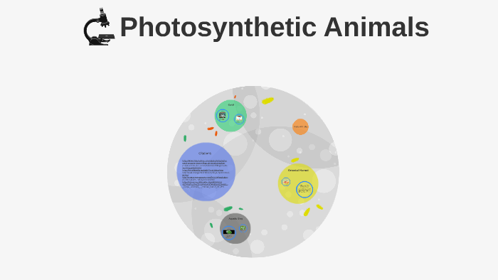Photosynthetic Animals by Reed Henderson