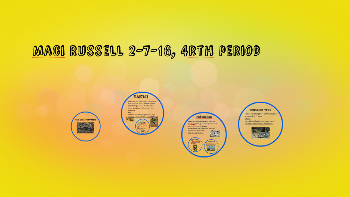 Nile Crocodile by maci russell on Prezi